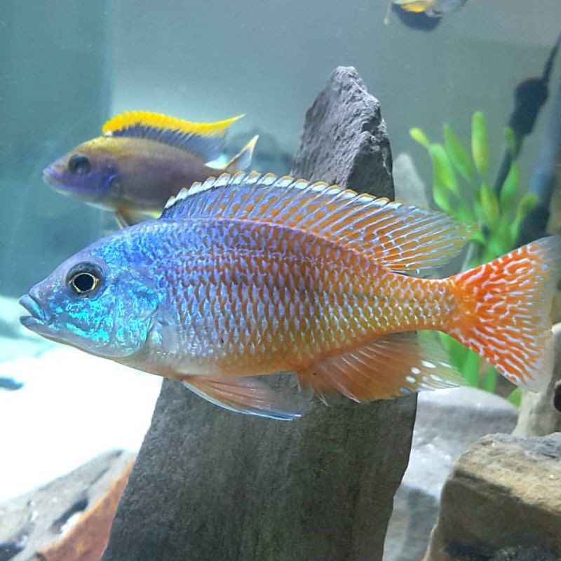 Jual protomelas Taeniolatus super red empress | Shopee Indonesia