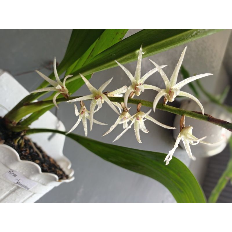 Jual Anggrek Eria Javanica Dewasa Siap Berbunga | Shopee Indonesia