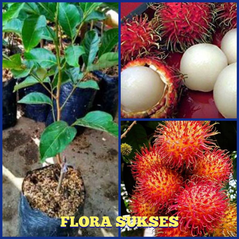 Jual Bibit Rambutan Binjai Pohon Rambutan Okulasi Cepat Berbuah ...