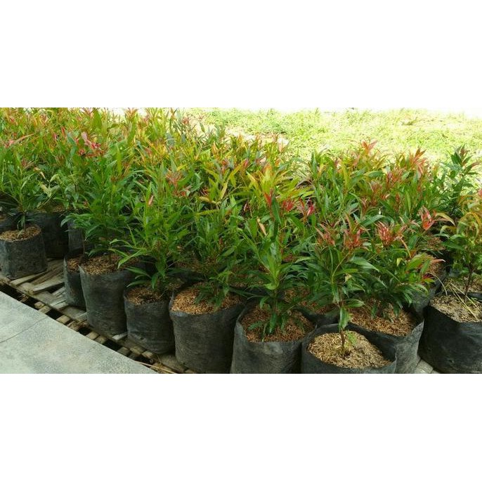 Jual BIBIT TANAMAN PUCUK MERAH FREONG | Shopee Indonesia