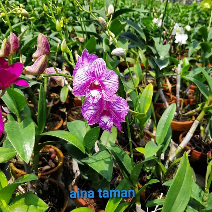 Jual POHON ANGGREK DENDRO dengan 5 pilihan warna bunga | Shopee Indonesia