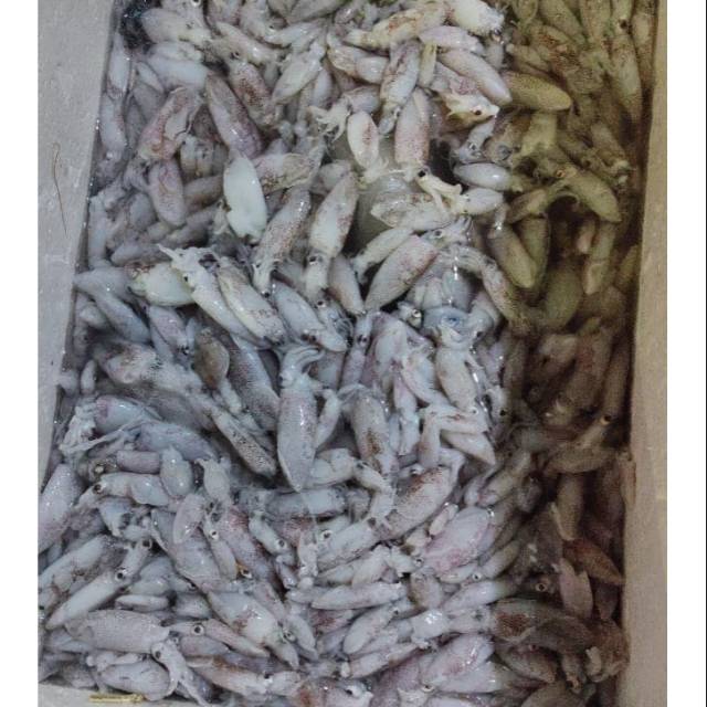 Jual BABY CUMI CUMI SEGAR MUraH 1KG | Shopee Indonesia
