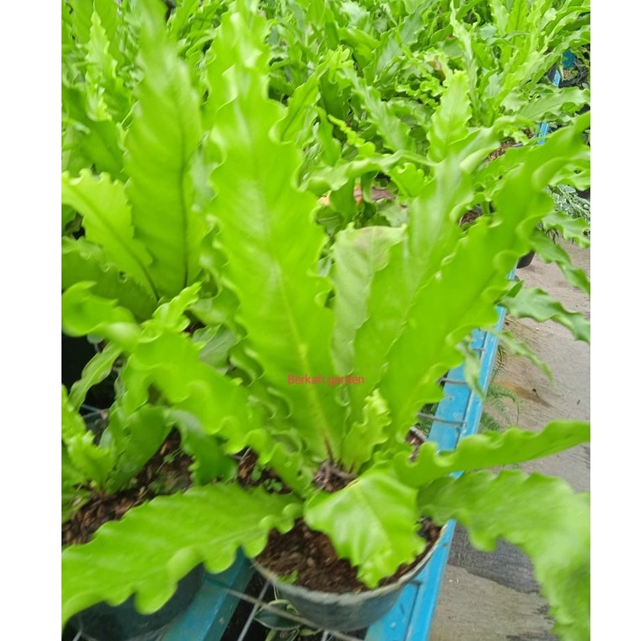 Jual Tanaman Hias Kadaka Osaka / Pohon kadaka Osaka | Shopee Indonesia