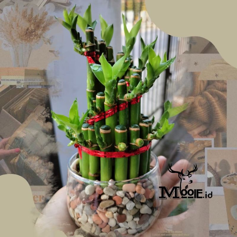 Jual MOOIE.ID - Tanaman Hias Bambu Rejeki 1 Set Batu + Pot Kaca / Bambu ...