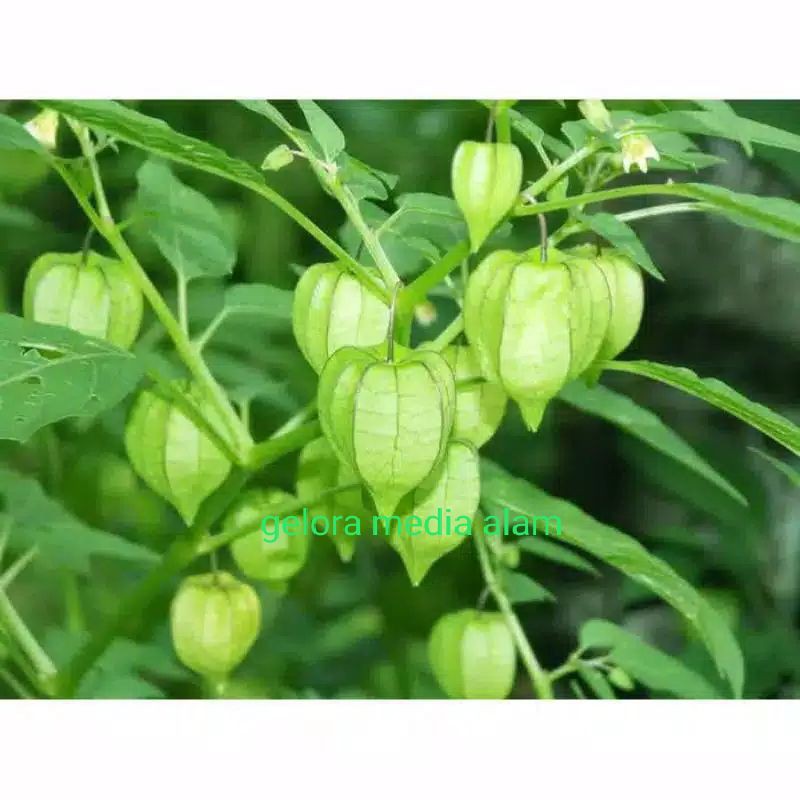 Jual tanaman herbal ciplukan/cecenet segar | Shopee Indonesia