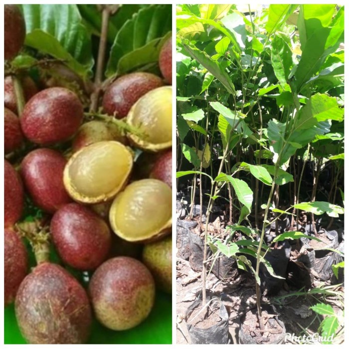Jual BIBIT POHON BUAH MATOA | Shopee Indonesia