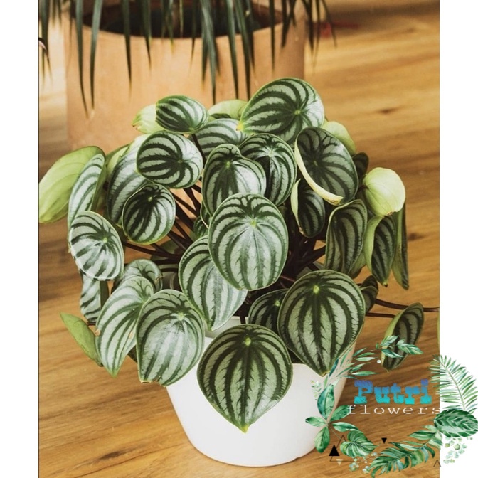 Jual Tanaman hias indoor wateer melon-watermelon-(bunga gantung hidup ...