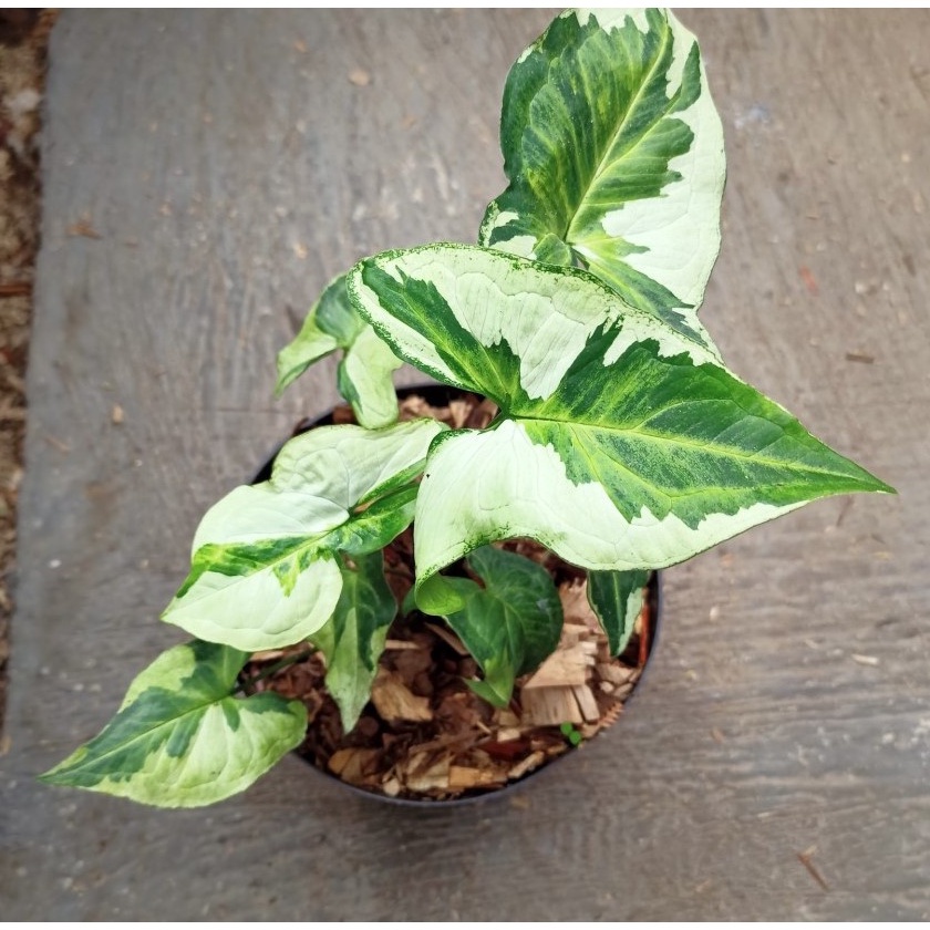 Jual Syngonium Three King Tanaman Hias Singonium Three King Murah ...