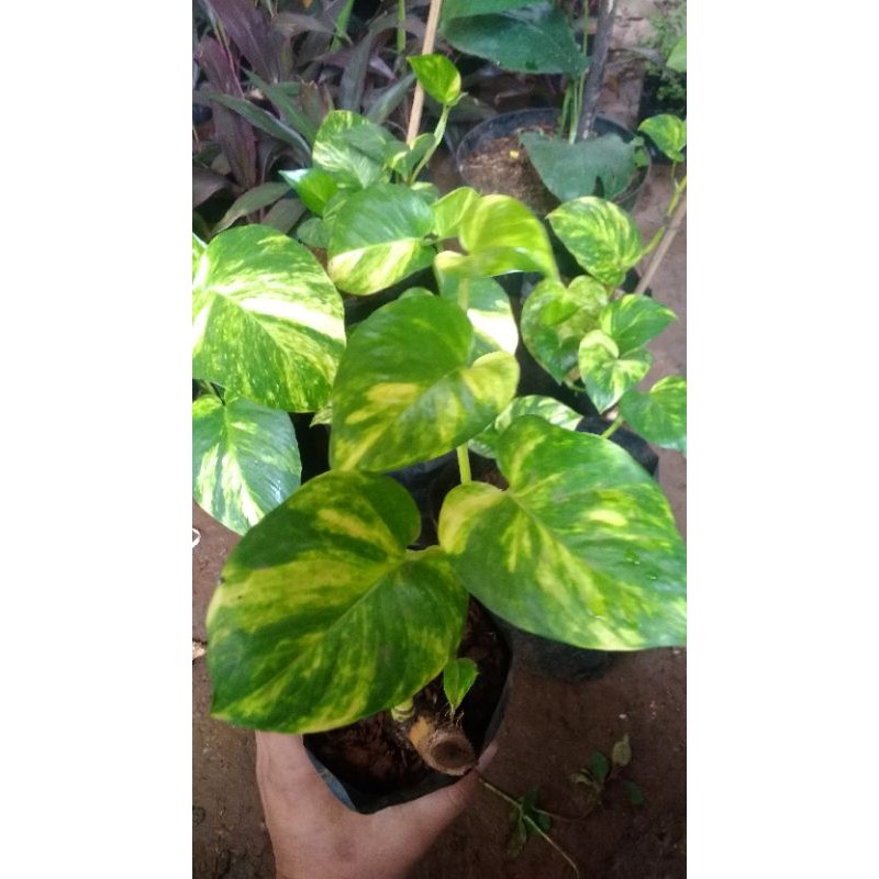 Jual Tanaman hias Sri gading / sirih jepang | Shopee Indonesia