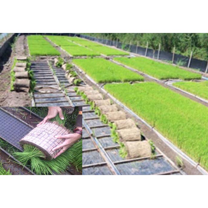 Jual Jirifarm Hidroponik GPR600-2 Tray Semai Padi 60x30x3.5 Cm (11524 ...