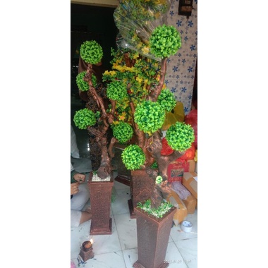 Jual POHON BONSAI BOLA LENGKAP VAS BEBATUAN / POHON BONSAI SERUT ...