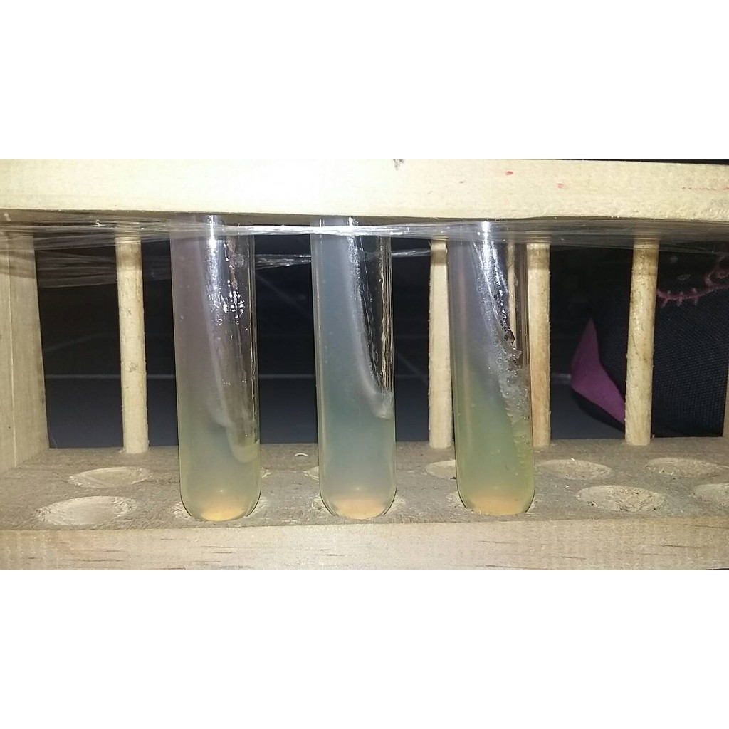 Jual Biakan Bacillus thuringiensis Murni Asal Ulat Grayak Isolat ...