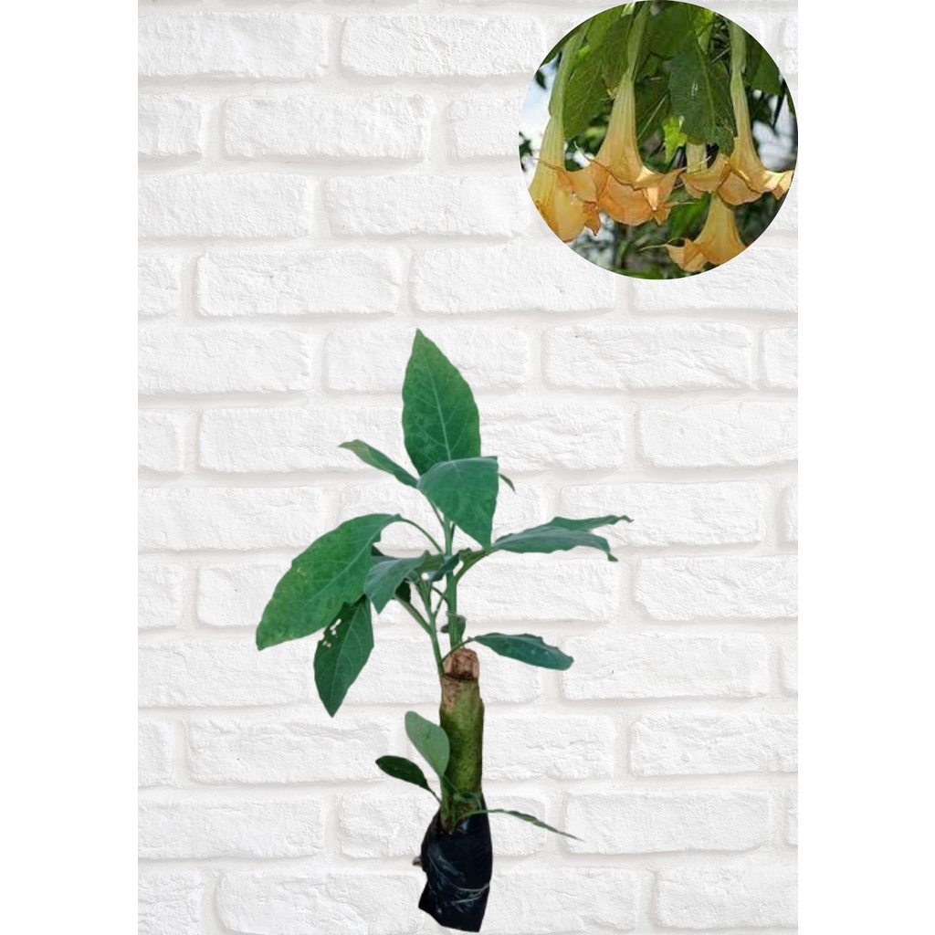 Jual tanaman bunga terompet(kuning) | Shopee Indonesia