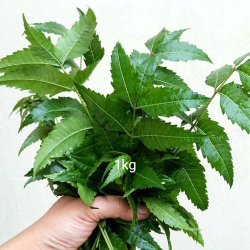 Jual Daun mimba mindi segar 1kg | Shopee Indonesia