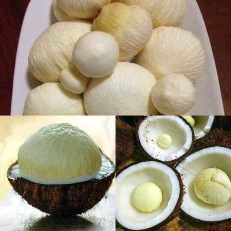 Jual kentos kelapa segar/1kg | Shopee Indonesia