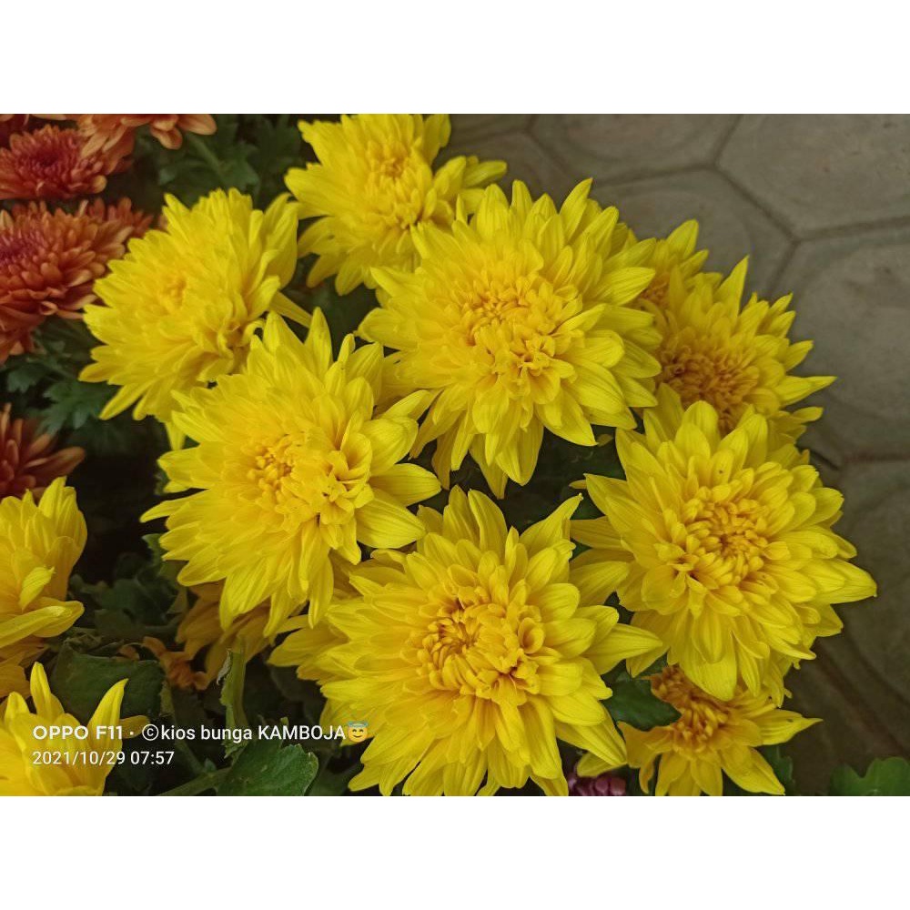 Jual Tanaman Krisan Kuning Jumbo (Berbunga Berakar Hidup) | Shopee ...