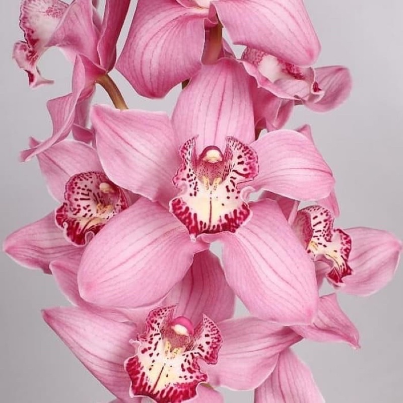 Jual Anggrek cymbidium pink totol tanaman anggrek tanah hidup murah ...