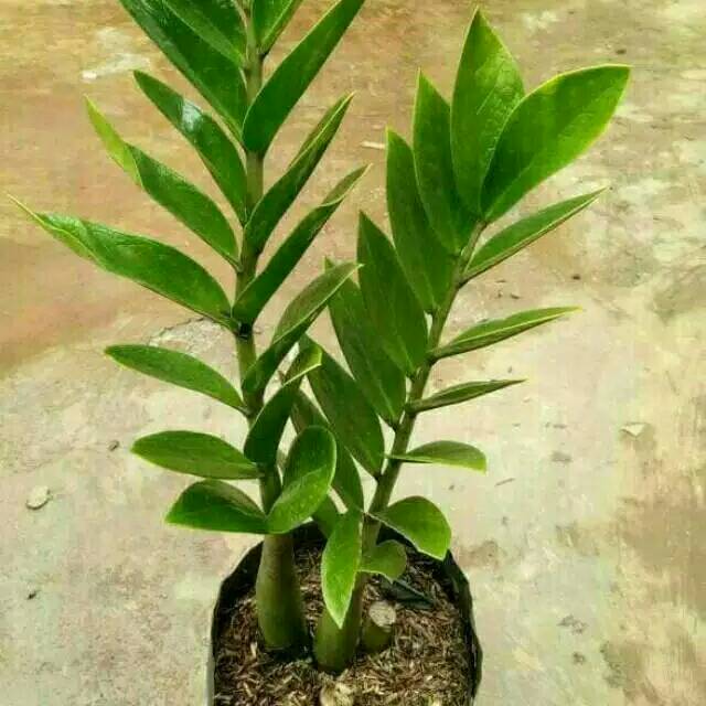 Jual Tanaman Hias Dolar Zamiea Cucas - Jamia - pohon zamia hidup ...