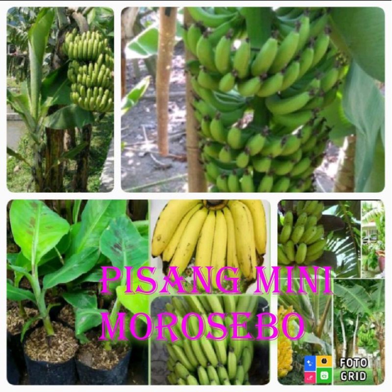 Jual Bibit Pisang Morosebo Pisang Mini Pendek Berbuah usia 7-9 Bulan ...