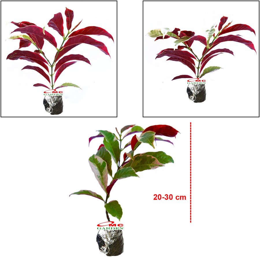Jual Sambang Darah Dara Sampang Getih Remek Daging Chinese Croton Merah ...