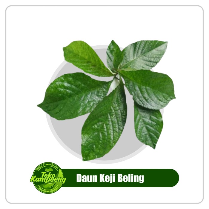 Jual 500GR DAUN KEJI BELING / PECAH BELING SEGAR - Obat Batu Ginjal ...