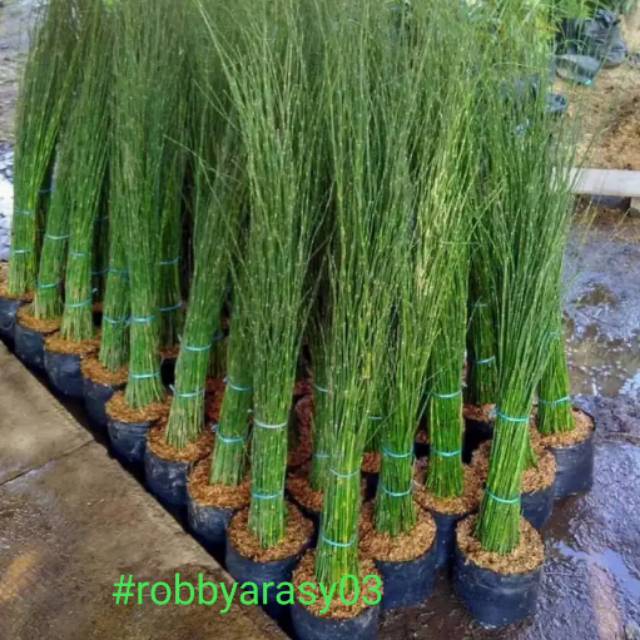 Jual Bambu air size rimbun | Shopee Indonesia