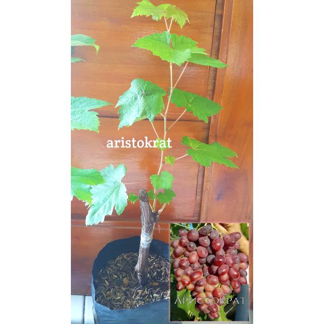 Jual Bibit anggur import varian aristokrat | Shopee Indonesia
