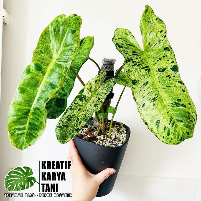 Jual Tanaman hias Philodendron Black Cardinal - Paraiso Verde - Pink ...