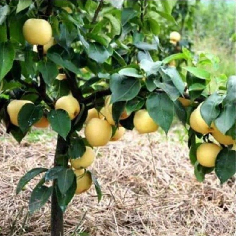 Jual Bibit Tanaman Pir hasil cangkok bisa berbuah di seluruh indonesia ...
