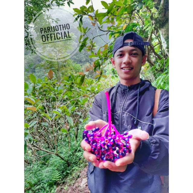 Jual Parijotho Muria 20k | Shopee Indonesia