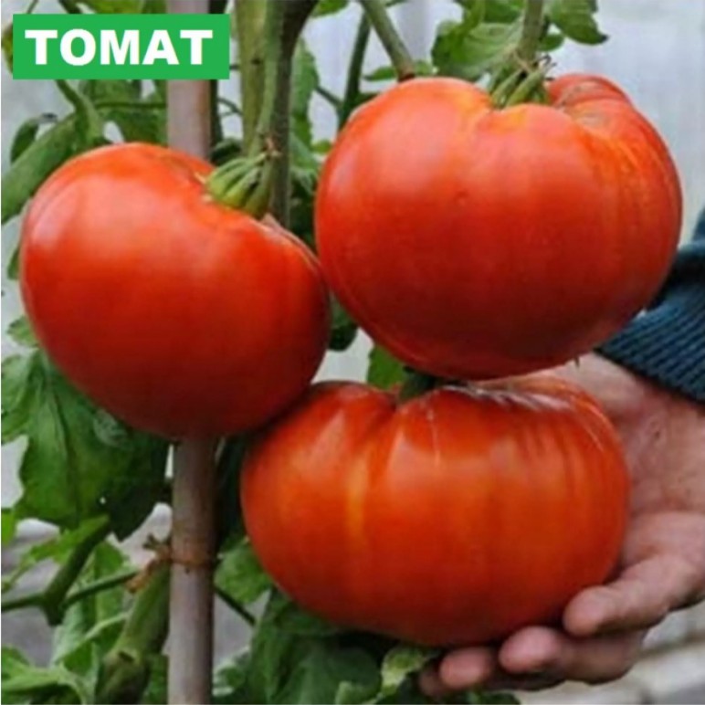 Jual TOMAT JUMBO / TOMAT RAKSASA - 3 Biji / Benih / bibit - TOKO BIBIT ...