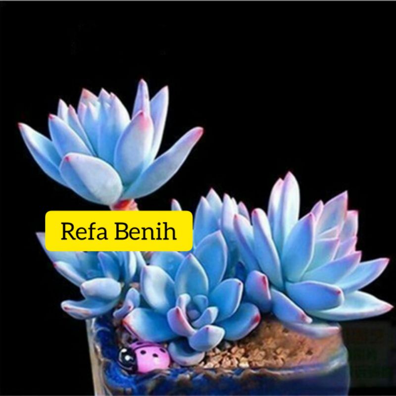 Jual Biji Benih Tanaman Sukulen Mini Blue Emprerial F1 Import / Benih ...