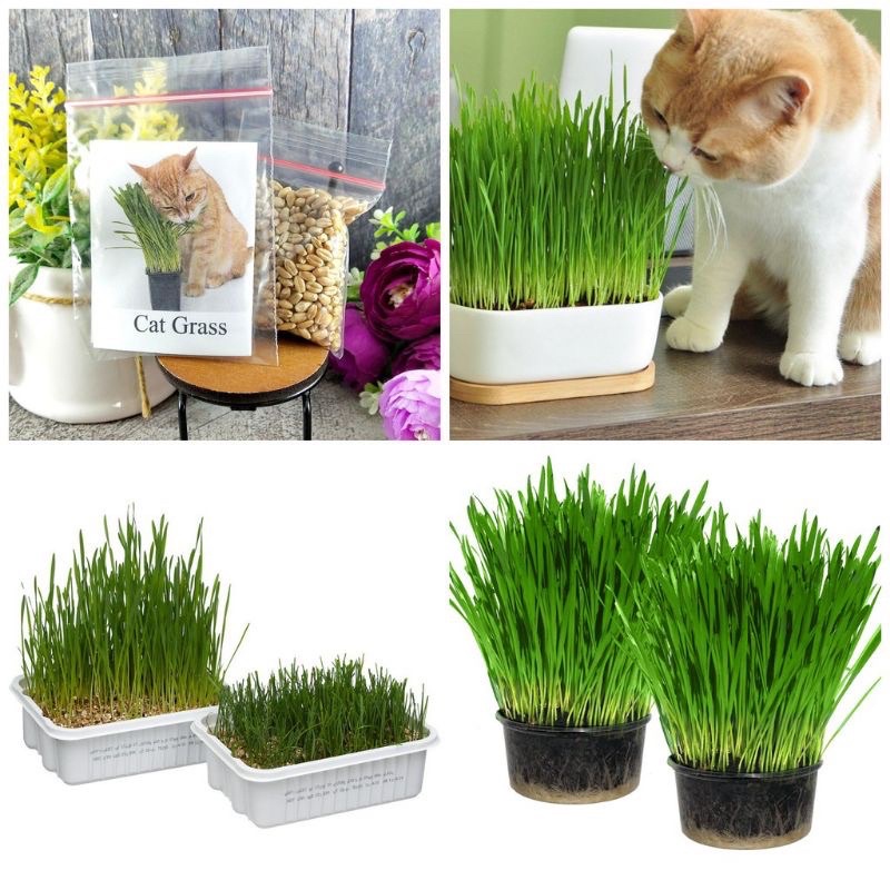 Jual DIY PAKET CAT GRASS WHEAT GRASS RUMPUT KUCING BIBIT RUMPUT GANDUM ...