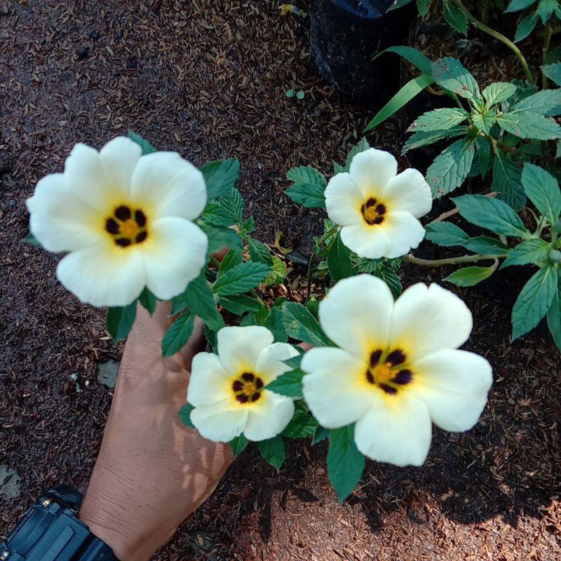 Jual Tanaman bunga SBY / BUNGA PUTIH / Bunga jam 08:00 bunga turnera ...