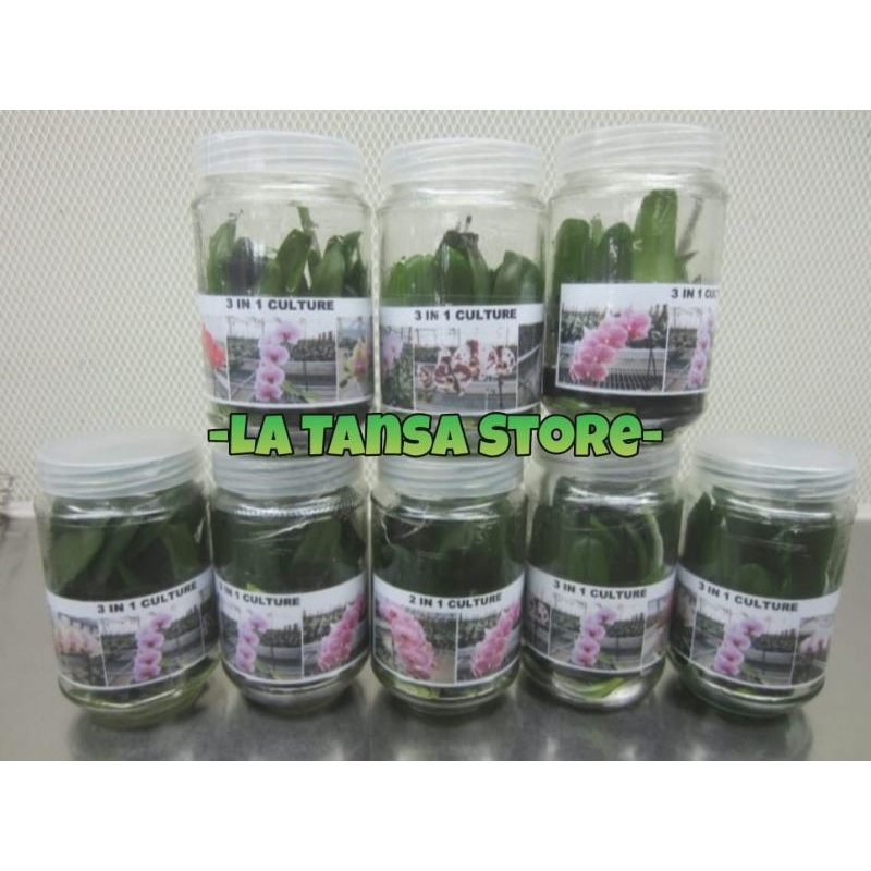 Jual Bibit Botolan Anggrek Bulan - Bibit botol Phalaenopsis | Shopee ...