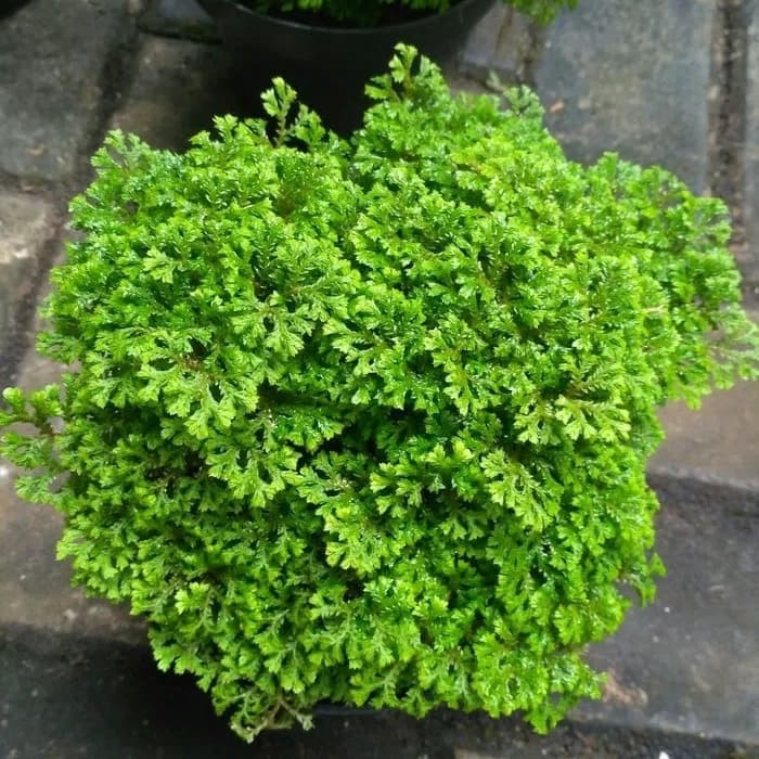 Jual Endah Garden tanaman bunga hias lumut Ambon - moss Ambon - tanaman ...