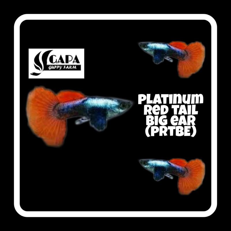 Jual Guppy Platinum Red Tail Big Ear (PRTBE) | Shopee Indonesia