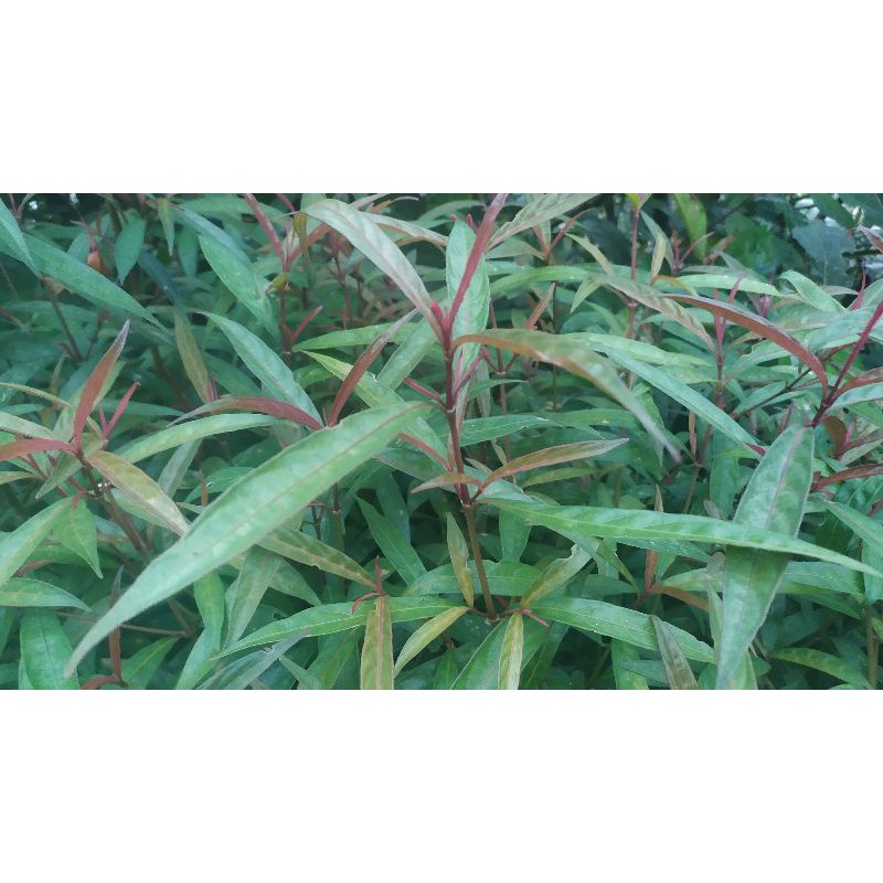 Jual Obat Mujarab Daun Gandarusa/Justicia Segar Fress 1kg | Shopee ...