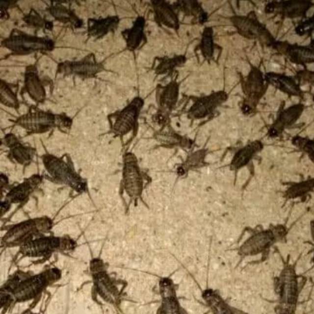 Jual Jangkrik alam - jangkrik genggong 100gr | Shopee Indonesia