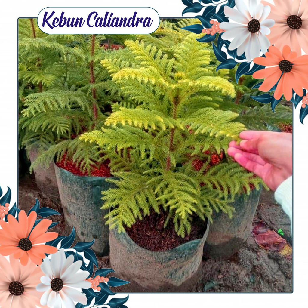 Jual KEBUN CALIANDRA - Promo Cemara Pentris | Shopee Indonesia