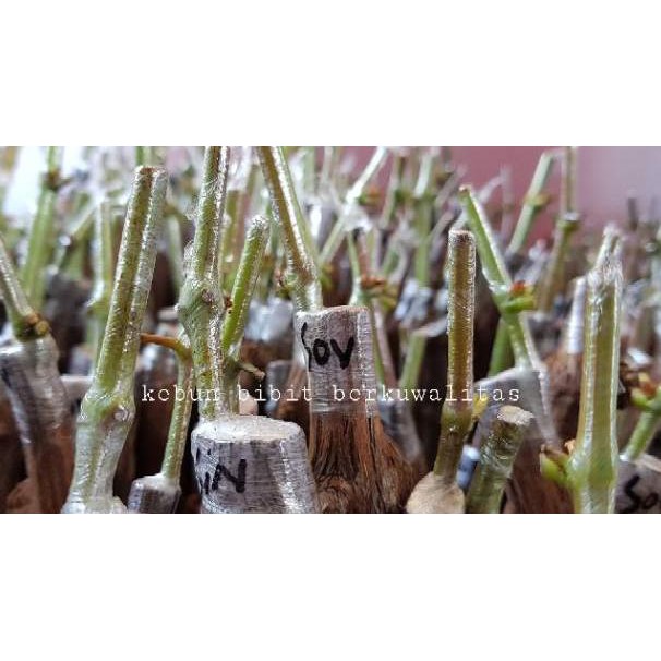Jual HARGA GROSIR >> BIBIT STEK,CUTTING GRAFTING ANGGUR IMPORT UNGGUL ...