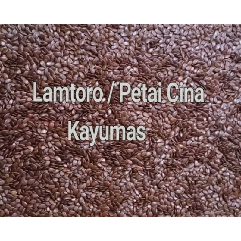 Jual promo 1 kg benih atau bibit biji lamtoro atau petai cina siap ...