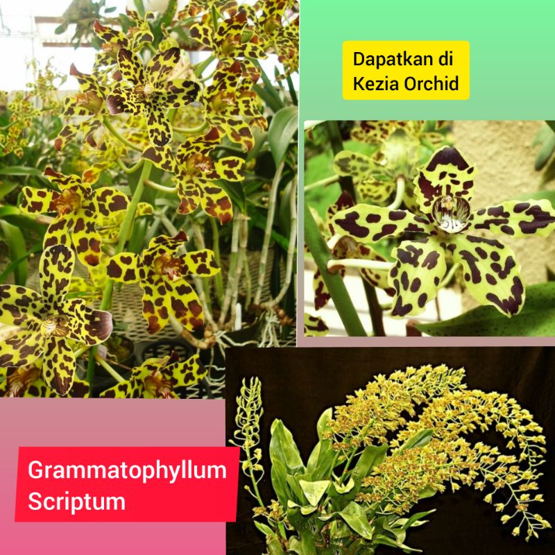 Jual Anggrek Macan Grammatophyllum Scriptum ; Martae ; Anggrek hitam ...