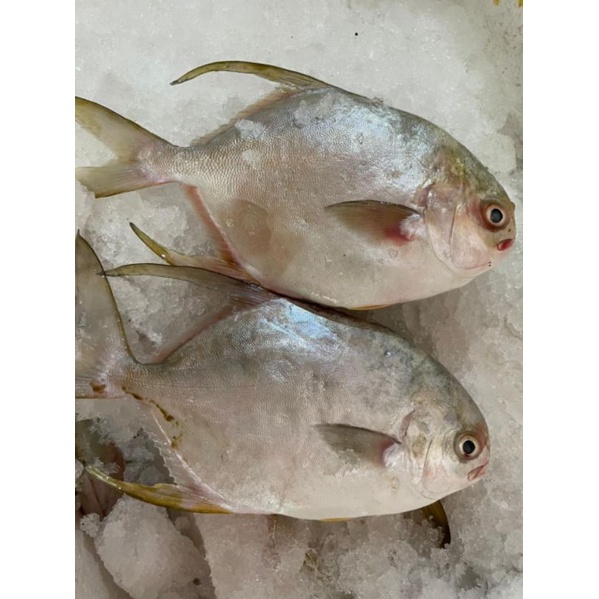 Jual IKAN BAWAL BINTANG SUPER 1 KG | Shopee Indonesia