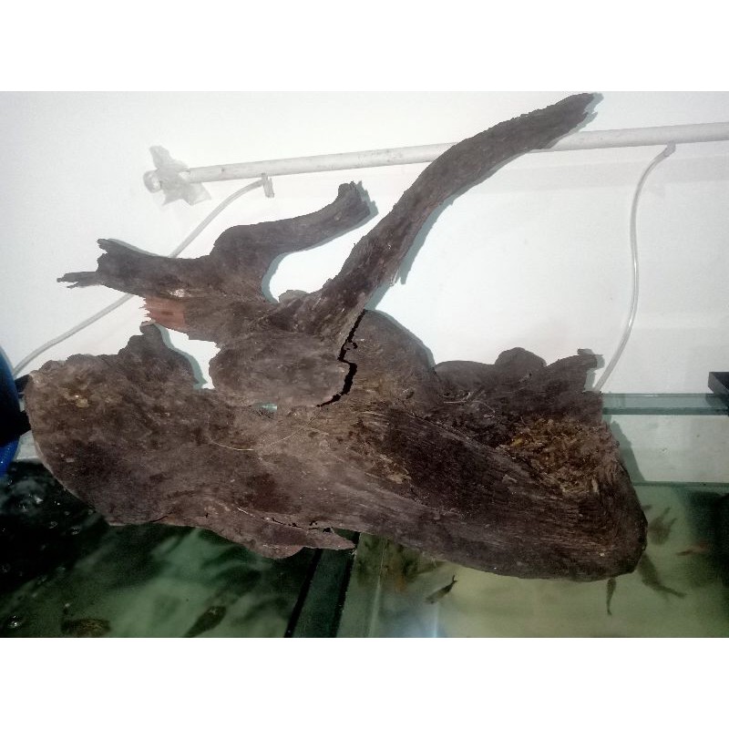 Jual Kayu Bakau Antik Keren | Shopee Indonesia