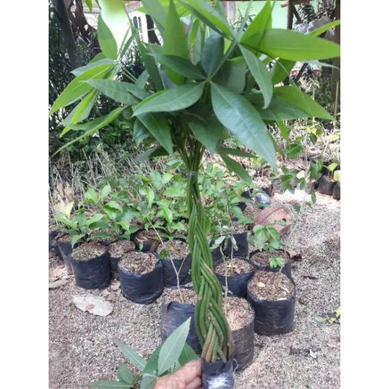Jual Tanaman Hias Pacira Kepang 9 Cantik Banget | Shopee Indonesia