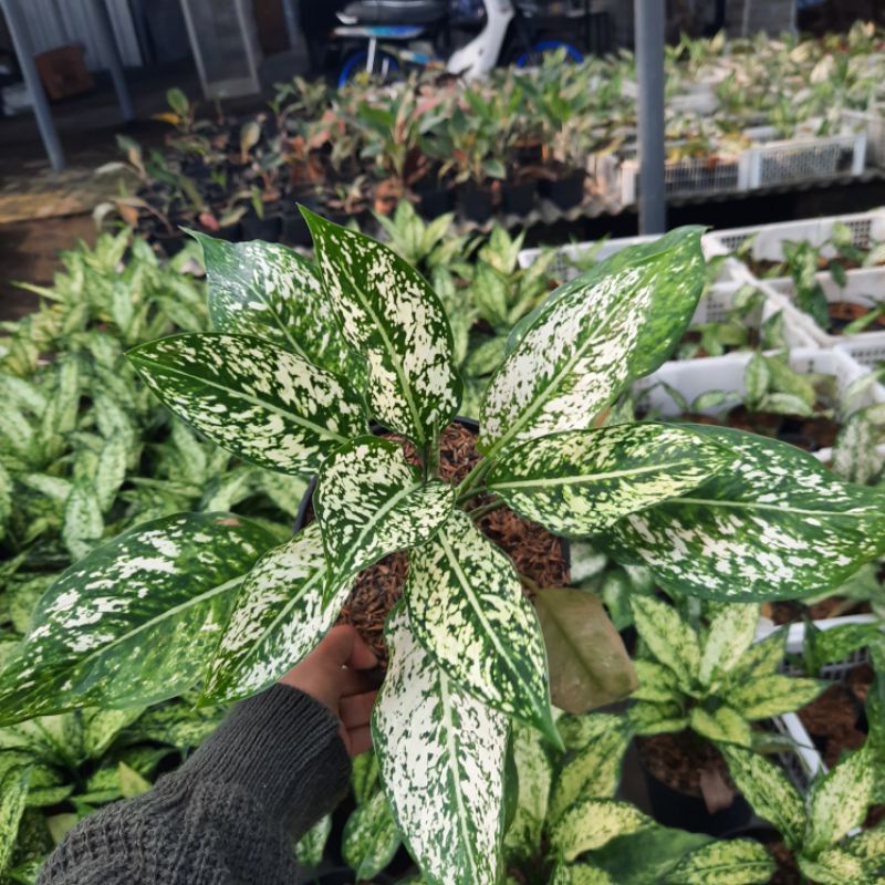 Jual Aglonema Snow White/ Bunga aglonema snow white/ tanaman hidup ...