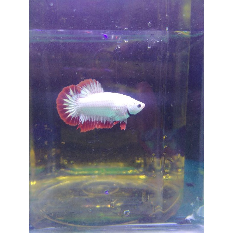 Jual cupang red dragon male | Shopee Indonesia
