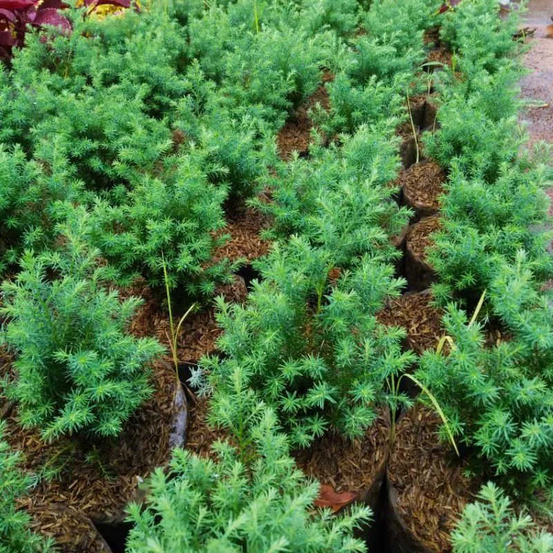 Jual Tanaman hias cemara embun, cemara, pohon cemara embun | Shopee ...
