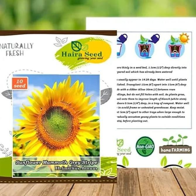 Jual Murah Meriah Kak >>>> Isi 10 Benih Biji Bunga Matahari Sunflower Mammoth Grey Haira Seeds ...